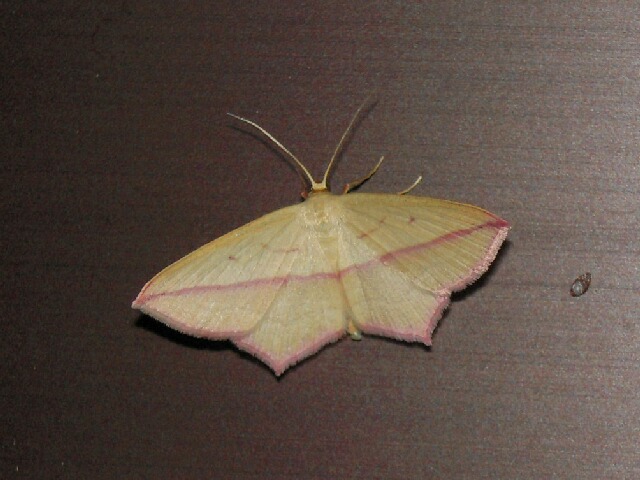 ベニスジヒメシャク